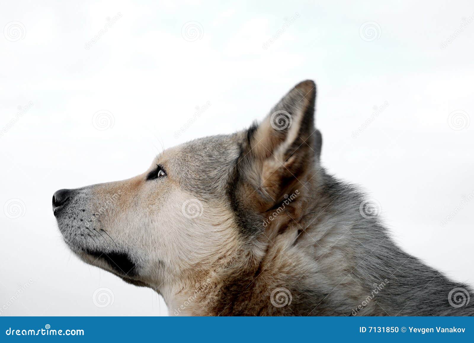 Head of Husky stock photo. Image of husky, wild, white - 7131850