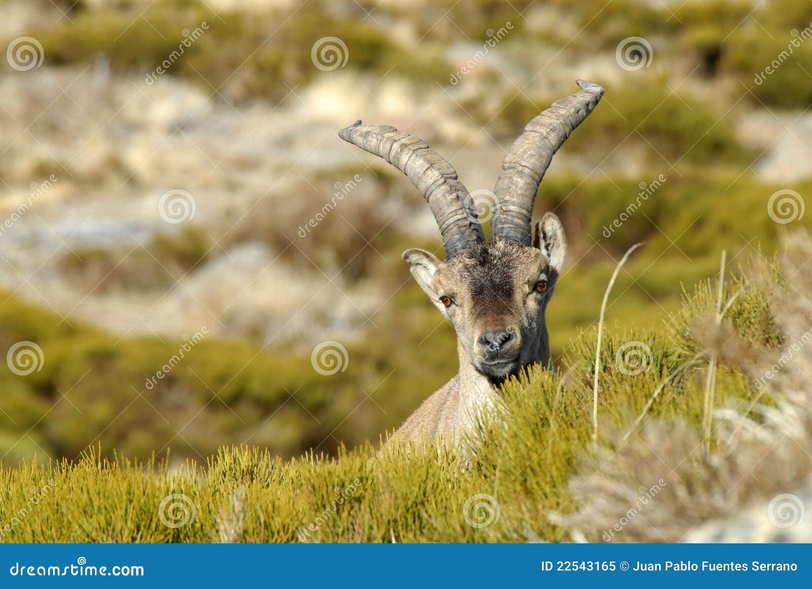 Head of ibex stock image. Image of vertebrate, animals - 22543165
