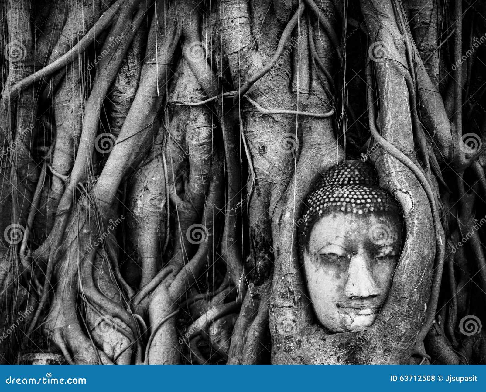 Head of Image of Buddha in Tree Root3 Stock Photo - Image of root ...