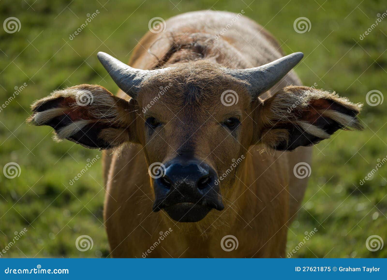 Head on Image of a Congo Buffalo Stock Image - Image of grazing, watusi ...