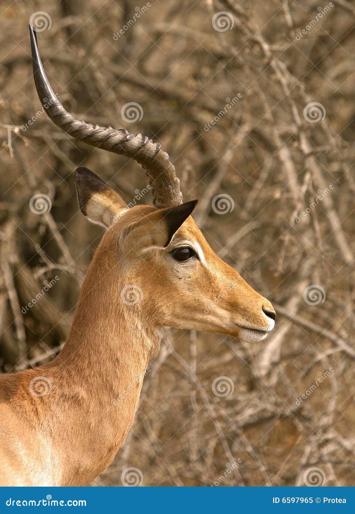Head Of Impala Picture. Image: 6597965