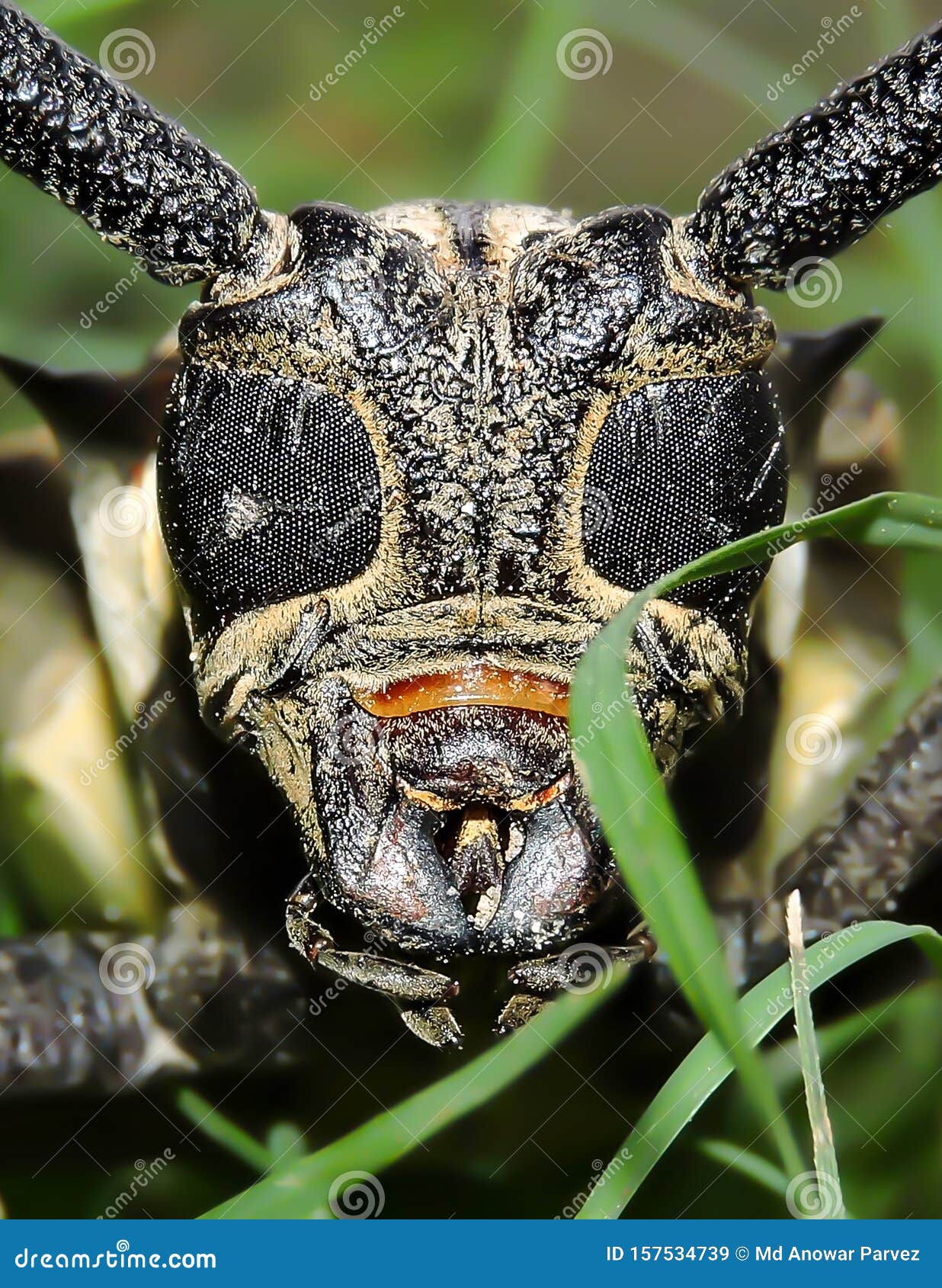 Head of insect stock image. Image of butterfly, beetle - 157534739