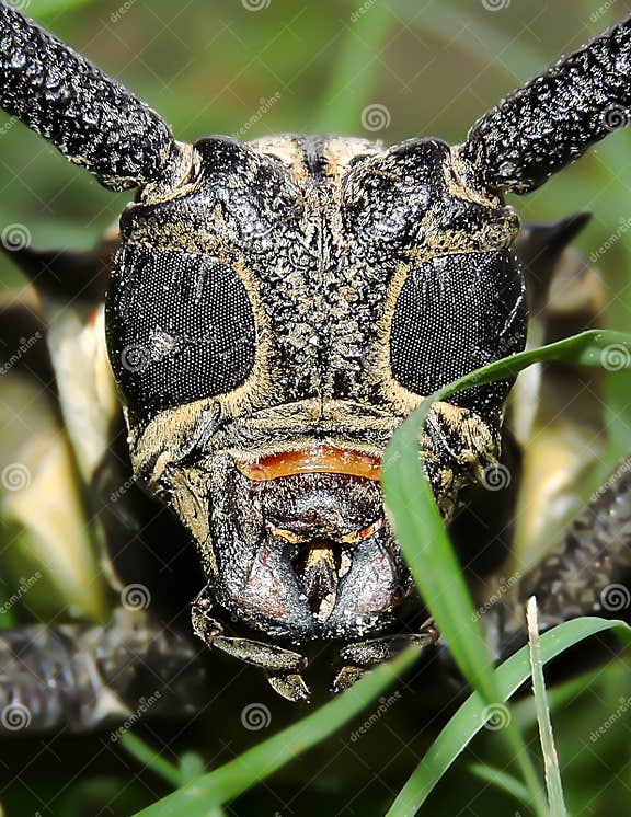 Head of insect stock image. Image of butterfly, beetle - 157534739