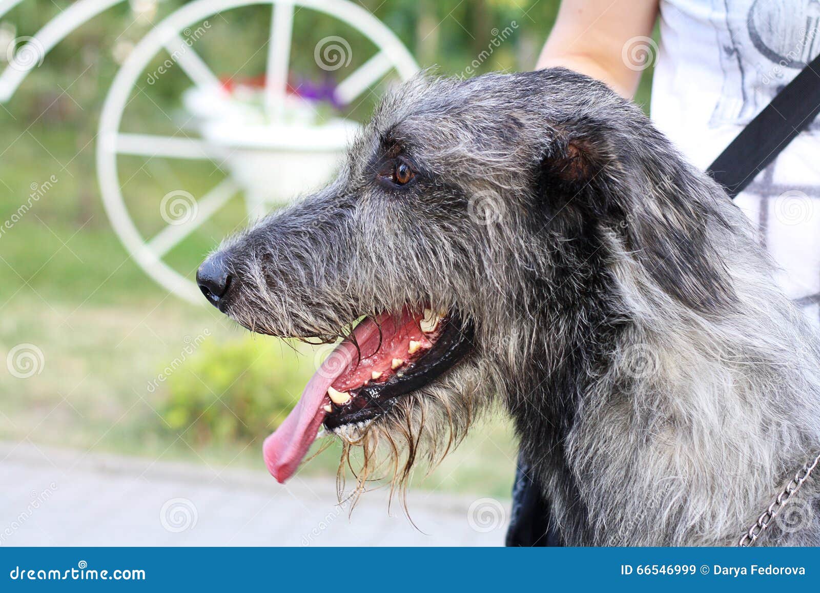 Head of Irish Wolfhound stock image. Image of friend - 66546999