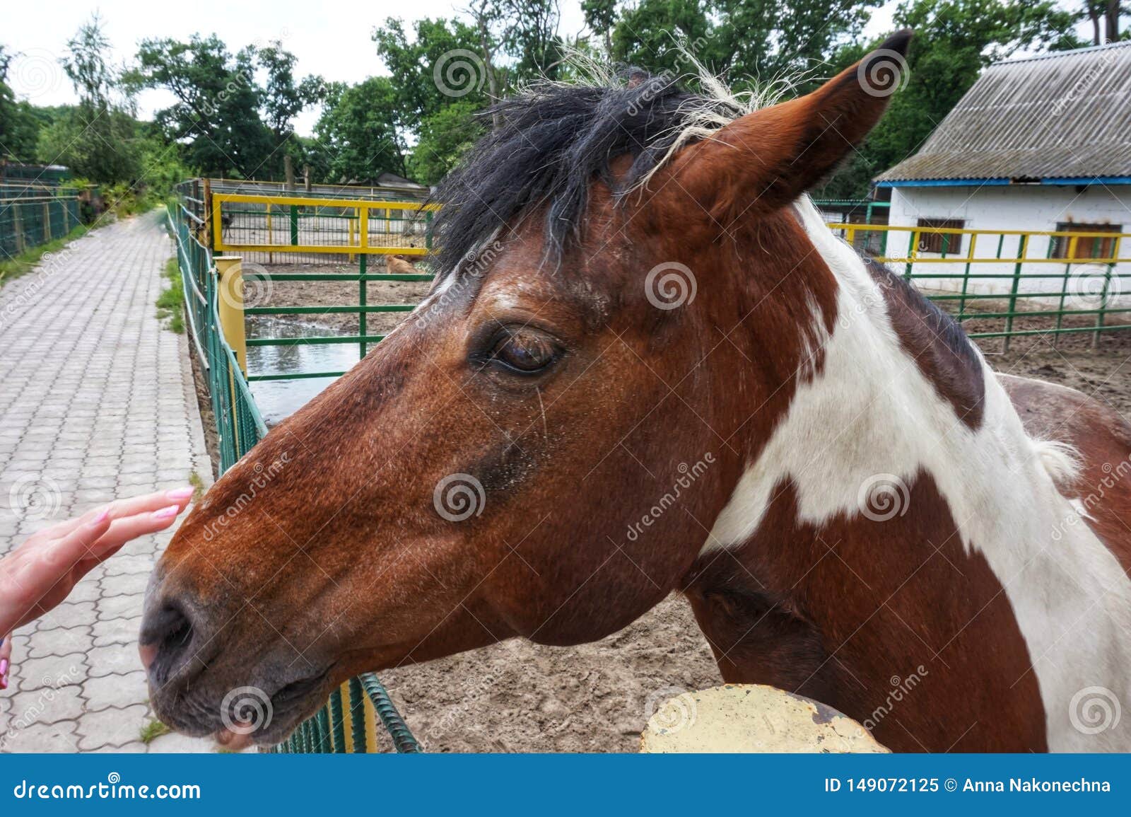 Young Kauri Trees, New Zealand Royalty-Free Stock Photo | CartoonDealer ...