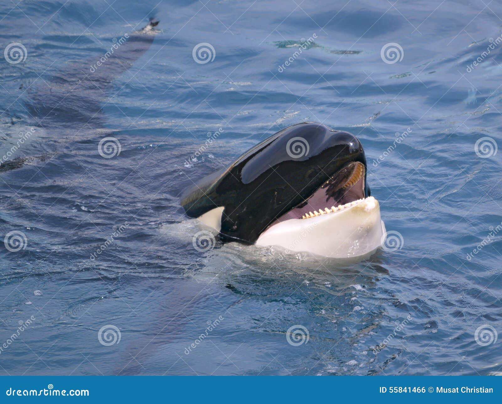 Head of killer whale stock photo. Image of nature, blackfish - 55841466