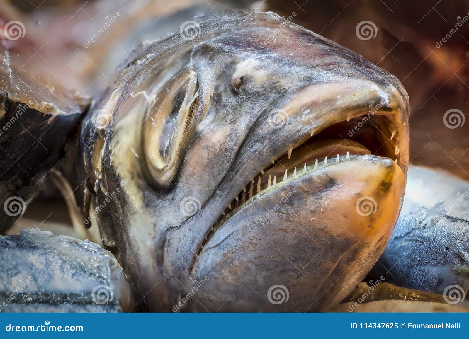 Head of king fish stock image. Image of ingredient, dinner - 114347625