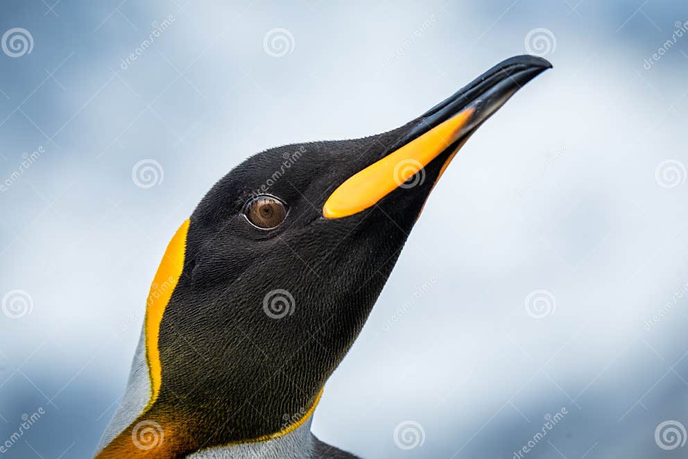 Head of King Penguin with Blurred Background Stock Photo - Image of ...