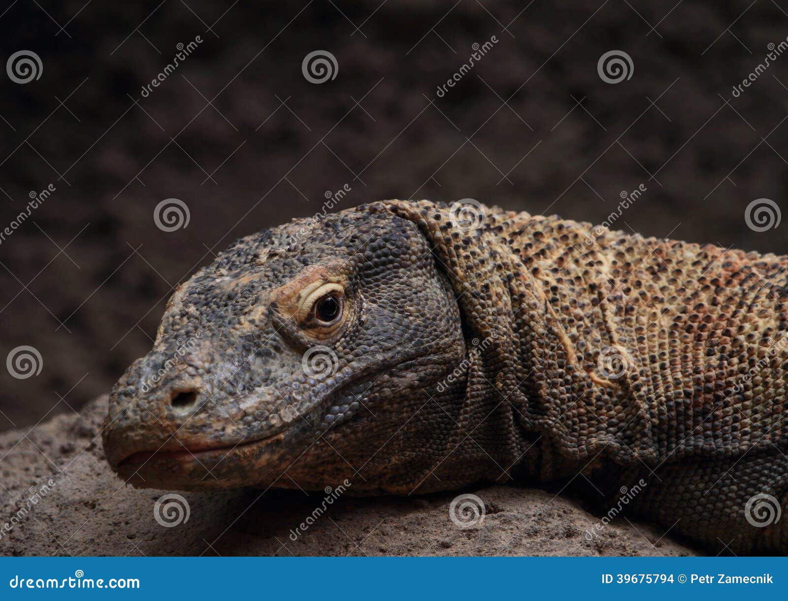 Head of komodo dragon stock photo. Image of lying, head - 39675794
