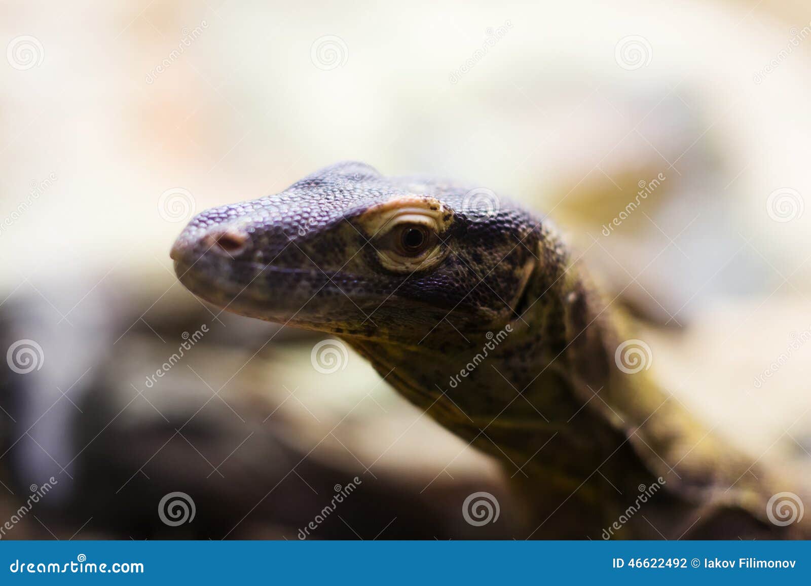 Head of Komodo dragon stock photo. Image of komodo, skin - 46622492