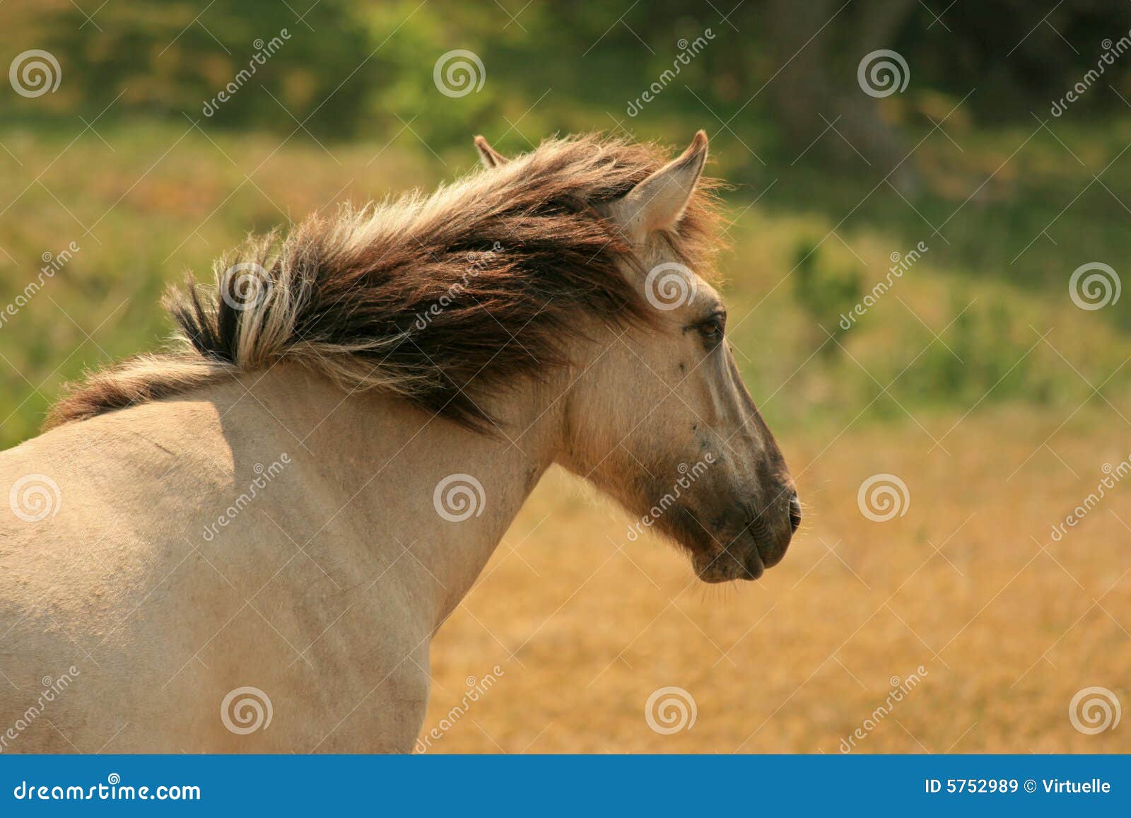 Head of a Konik pony stock image. Image of mammal, pony - 5752989