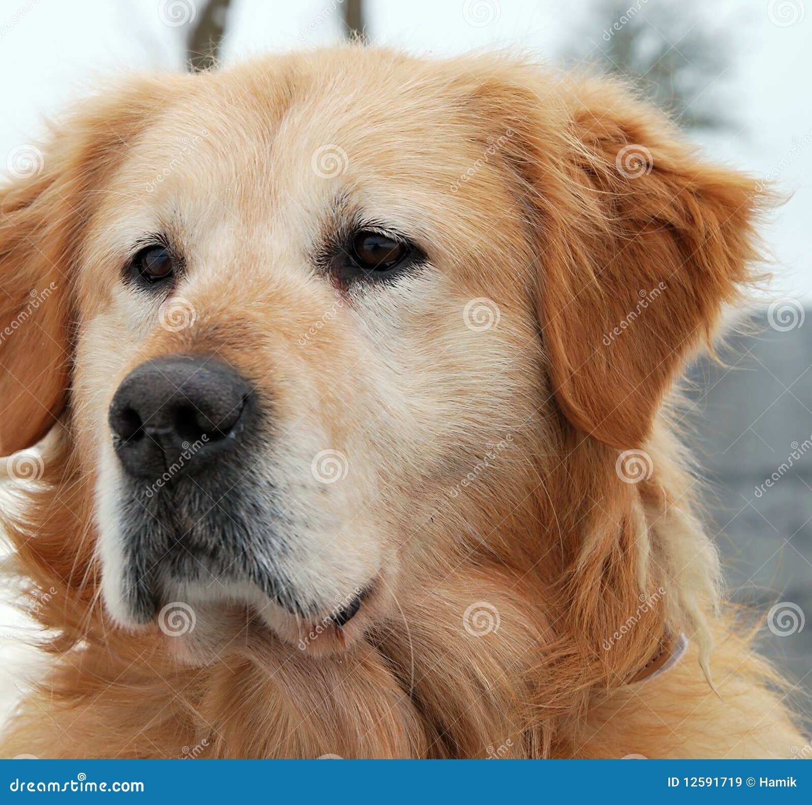 Head of Labrador. stock image. Image of animal, face - 12591719