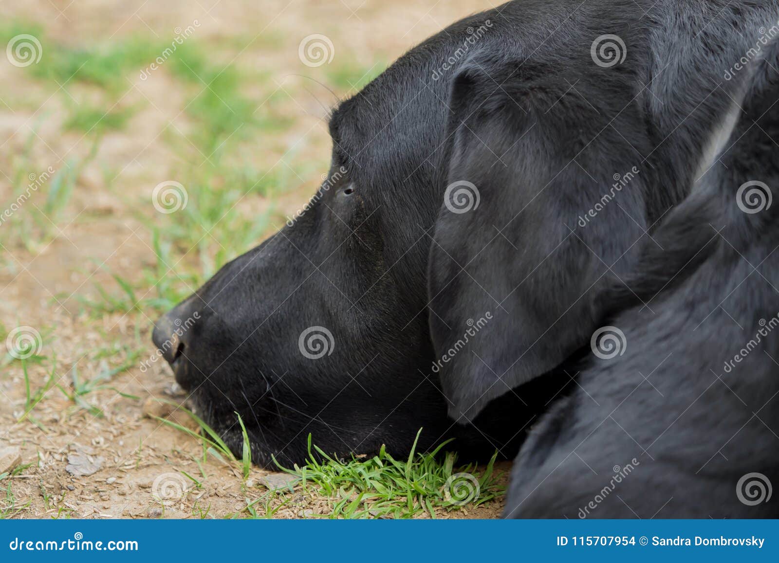 Head of a Labrador Lying in the Garden Stock Photo - Image of peaceful ...