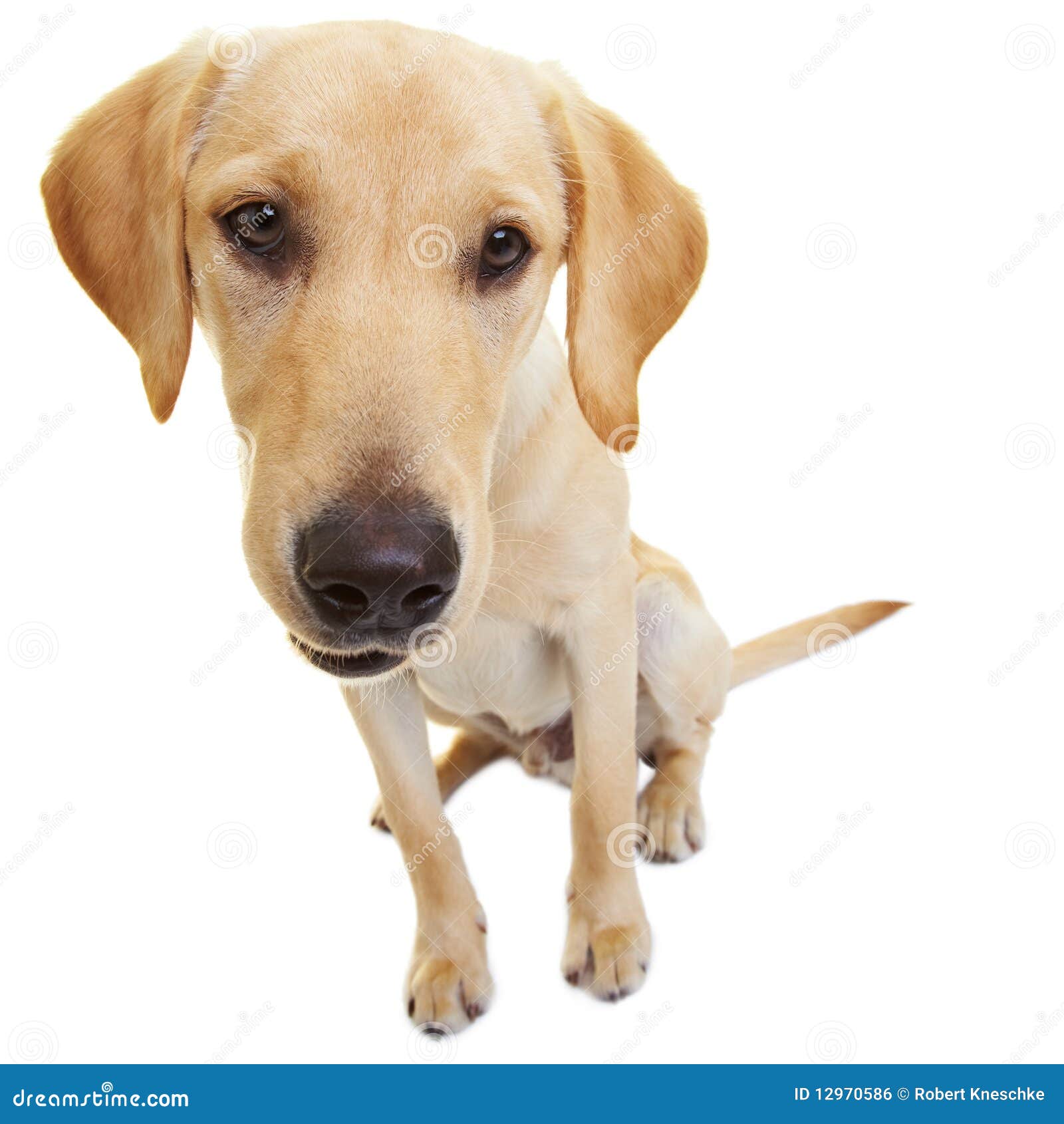 Head of a Labrador Retriever Stock Photo - Image of isolated, copy ...