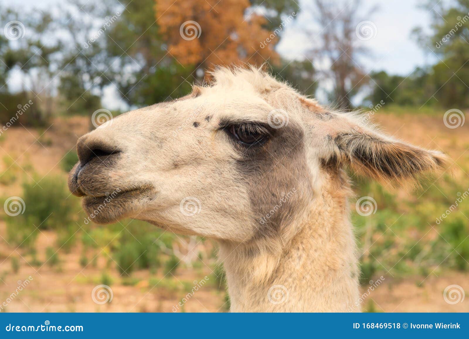 Lama in nature stock photo. Image of white, agriculture - 168469518