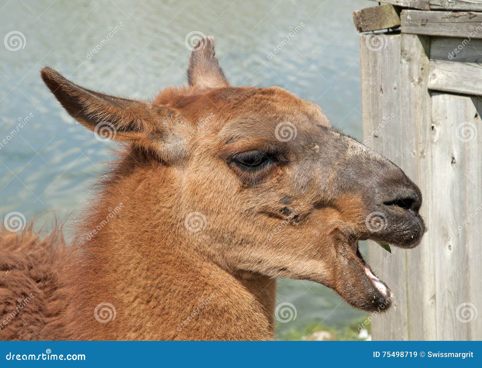 Head of Lama stock image. Image of domestic, skin, wool - 75498719