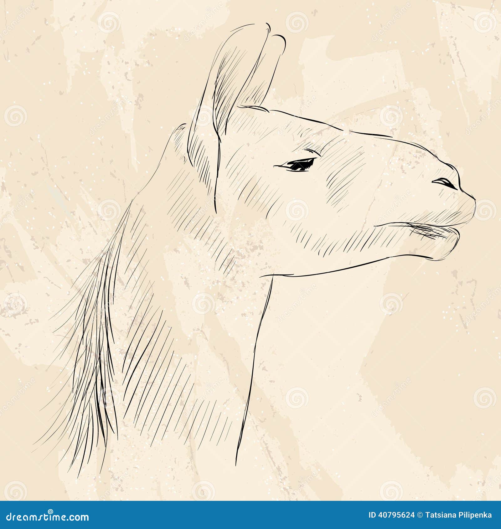 The Head Lama Sketch Vector Graphics | CartoonDealer.com #109526284