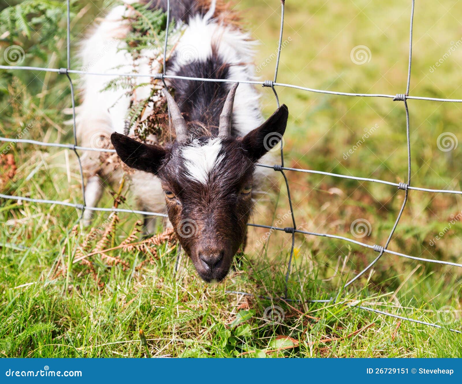 A Goat Stuck Its Face Out Of A Fence On A Farm Funny Animal Stock Photo ...