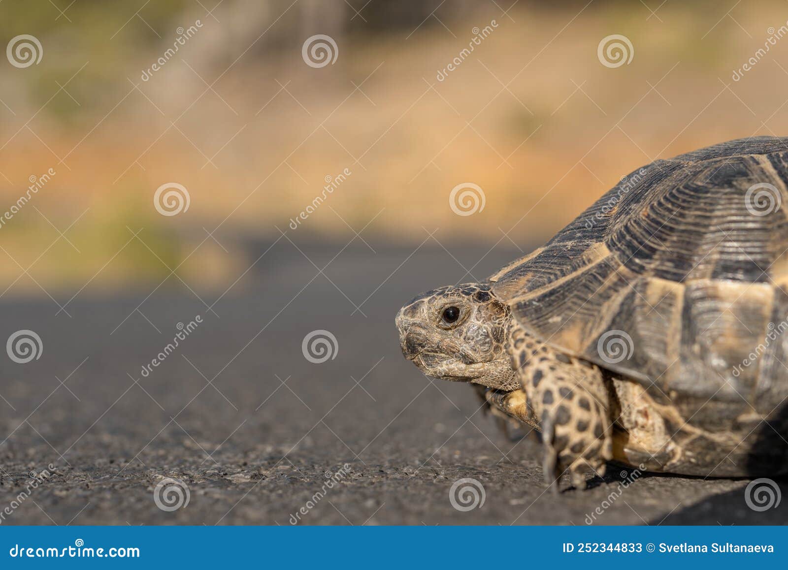 The Head of a Land Mediterranean Turtle Against the Background of ...
