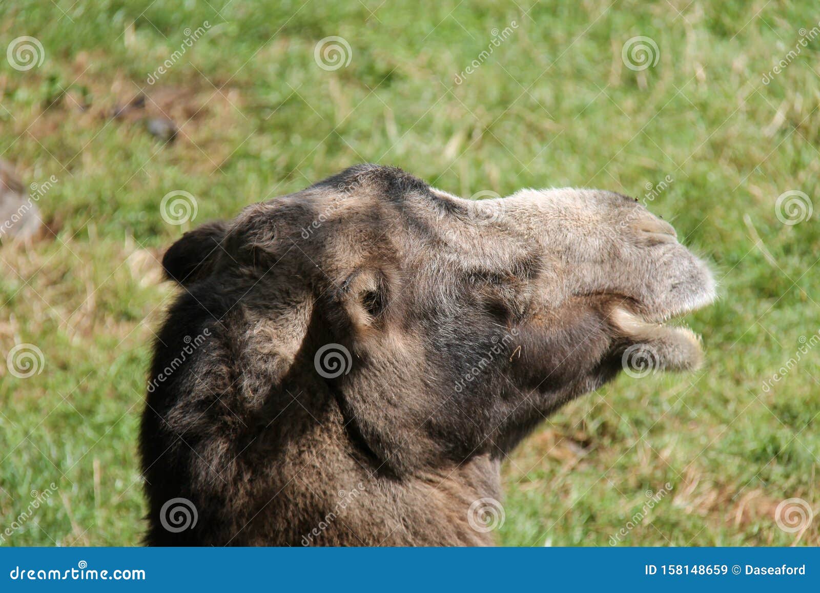 Bactrian Camel Animal. stock image. Image of rural, brown - 158148659