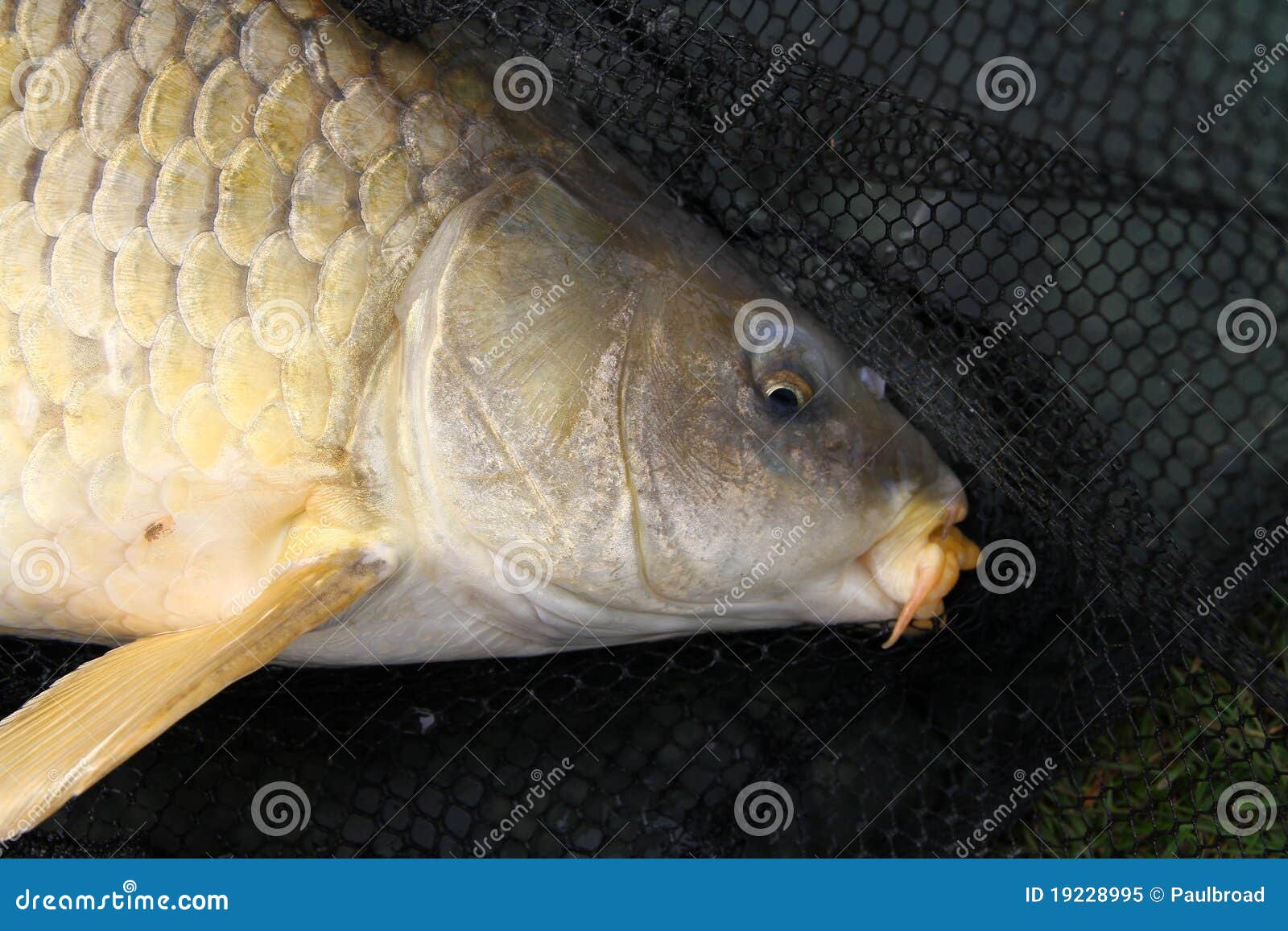 Head of large Common Carp. stock image. Image of skill - 19228995