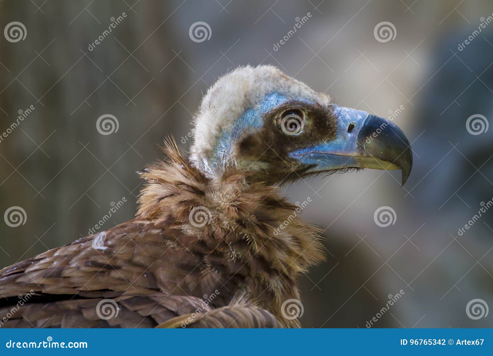Head of a Large Vulture Bird Stock Photo - Image of shiny, nature: 96765342