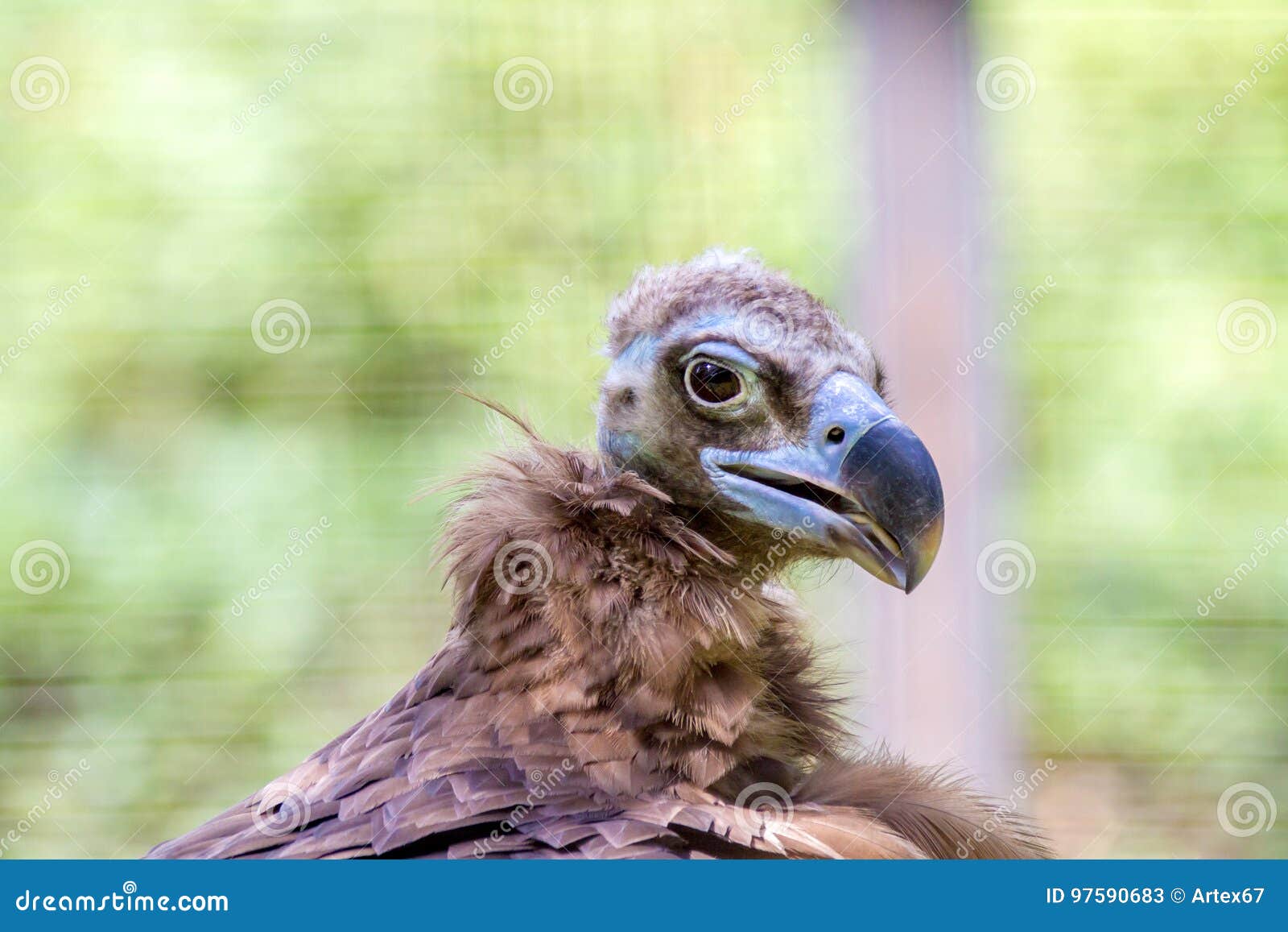 Head of a Large Vulture Bird Stock Image - Image of fauna, plumage ...