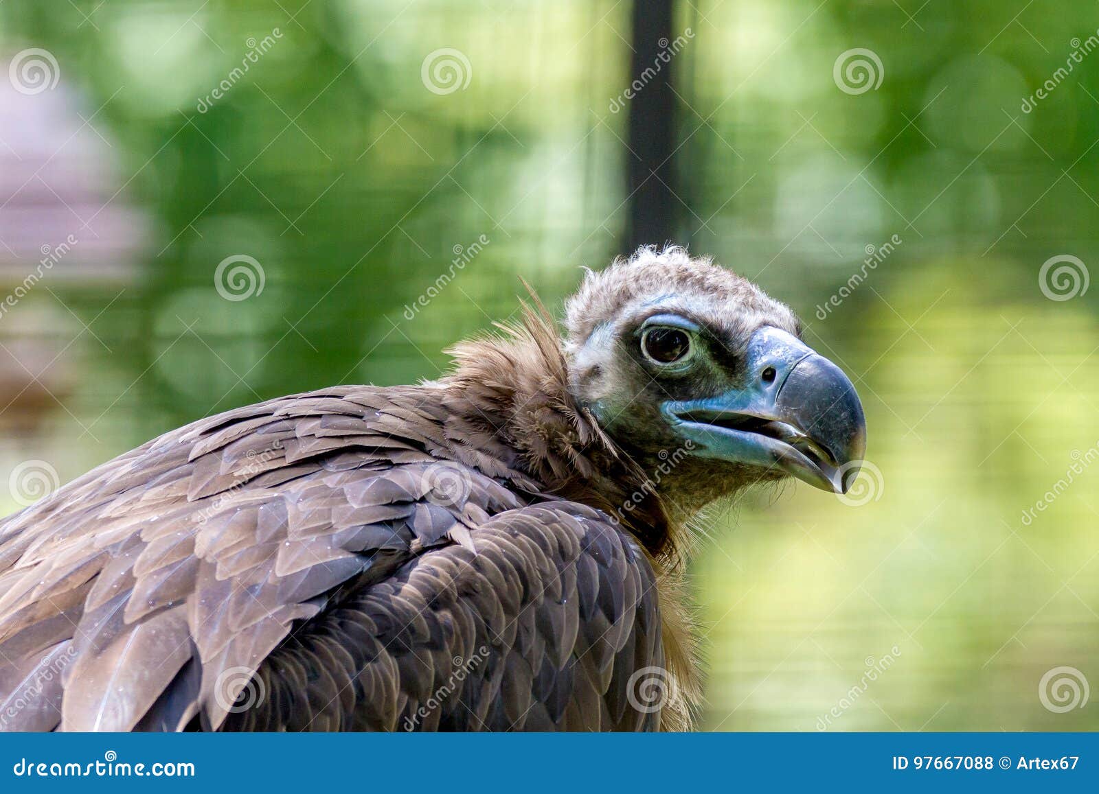 Head of a Large Vulture Bird Stock Photo - Image of black, afternoon ...