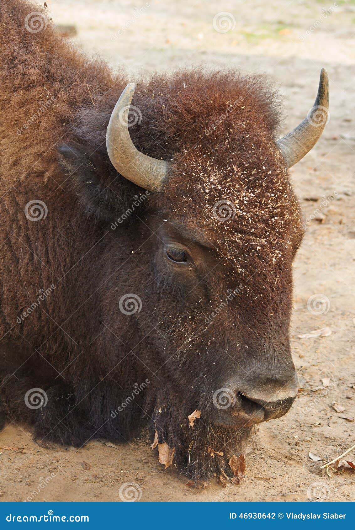 Head of laying bison stock photo. Image of portrait, buffalo - 46930642