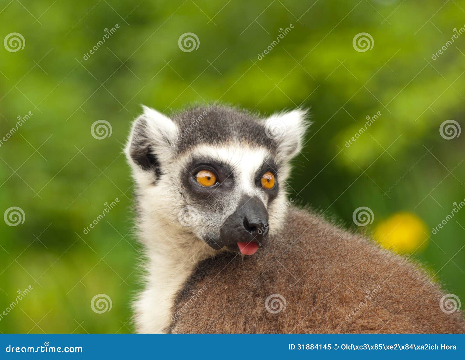 Head lemur stock image. Image of merry, monkey, jungle - 31884145