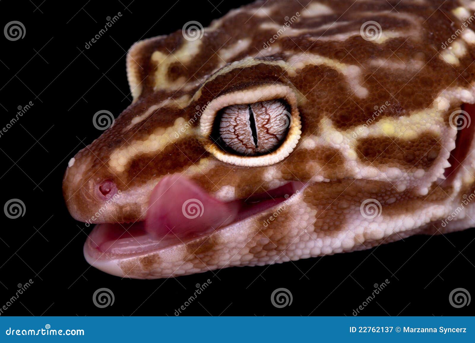 Head of a Leopard Gecko stock image. Image of looking - 22762137