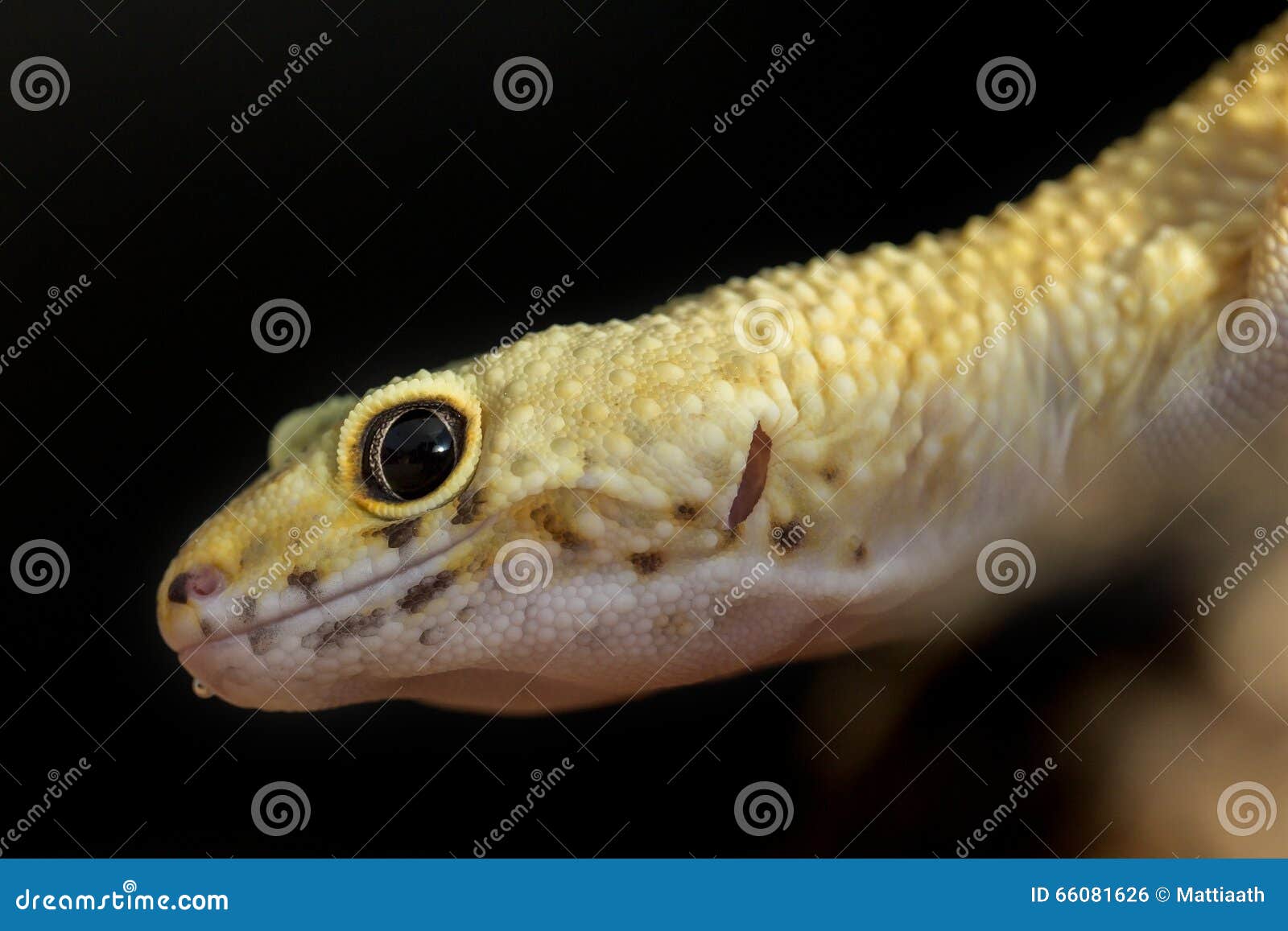 Head of a Leopard Gecko on Black Background Stock Photo - Image of ...
