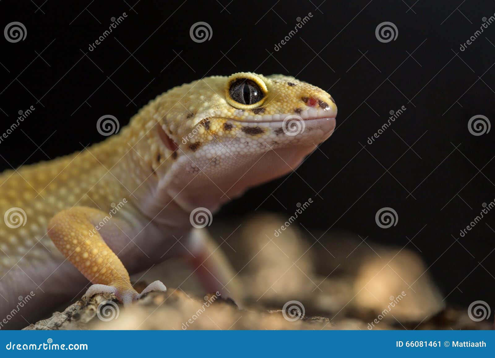Head of a leopard gecko stock image. Image of macro, gecko - 66081461