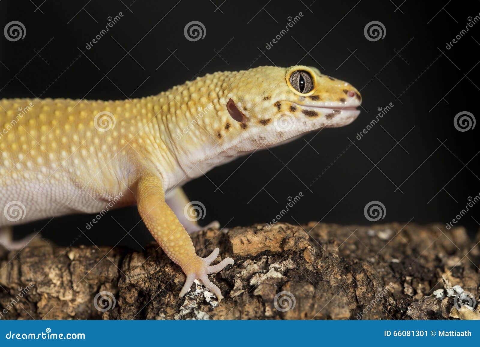 Head of a Leopard Gecko on a Tree Trunk Stock Image - Image of ...