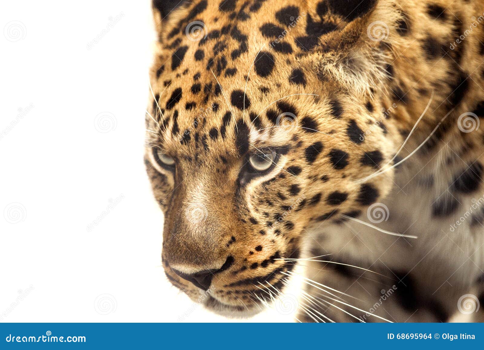 Head of Leopard Isolated on White Stock Photo - Image of hunt, eyes ...