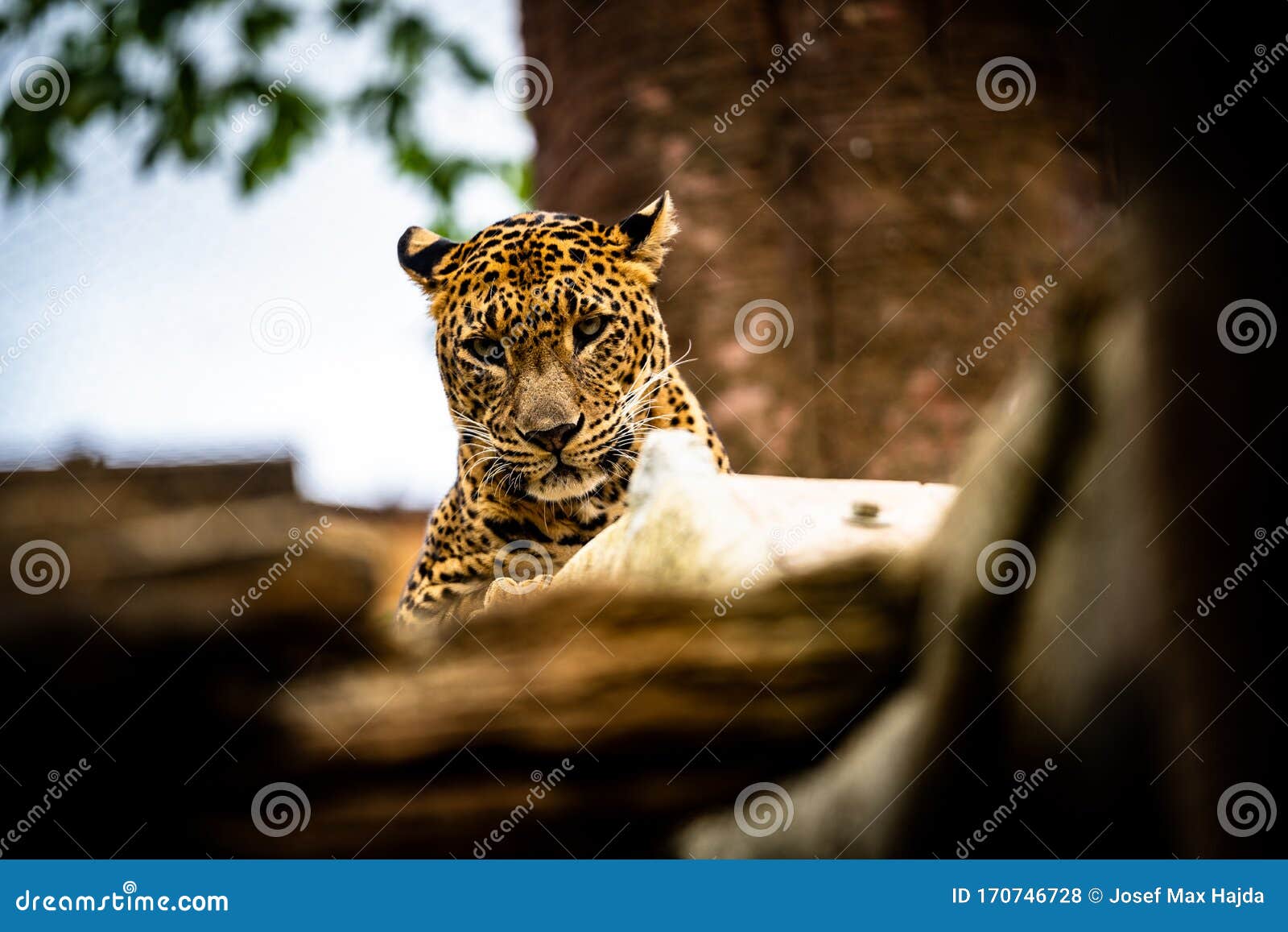 Head of a Leopard stock photo. Image of jungle, animal - 170746728