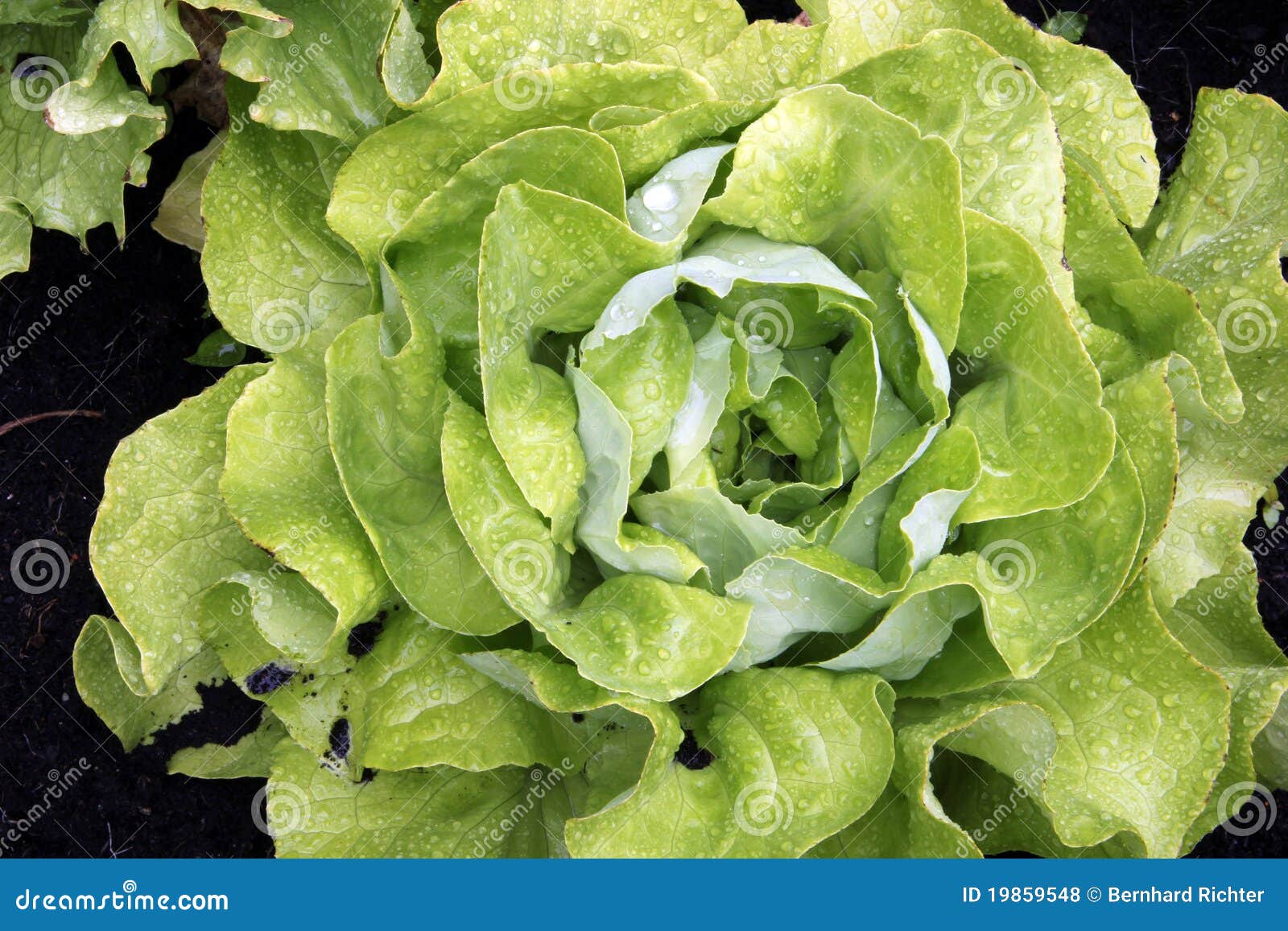 Head of Lettuce stock photo. Image of hydroponics, garden - 19859548