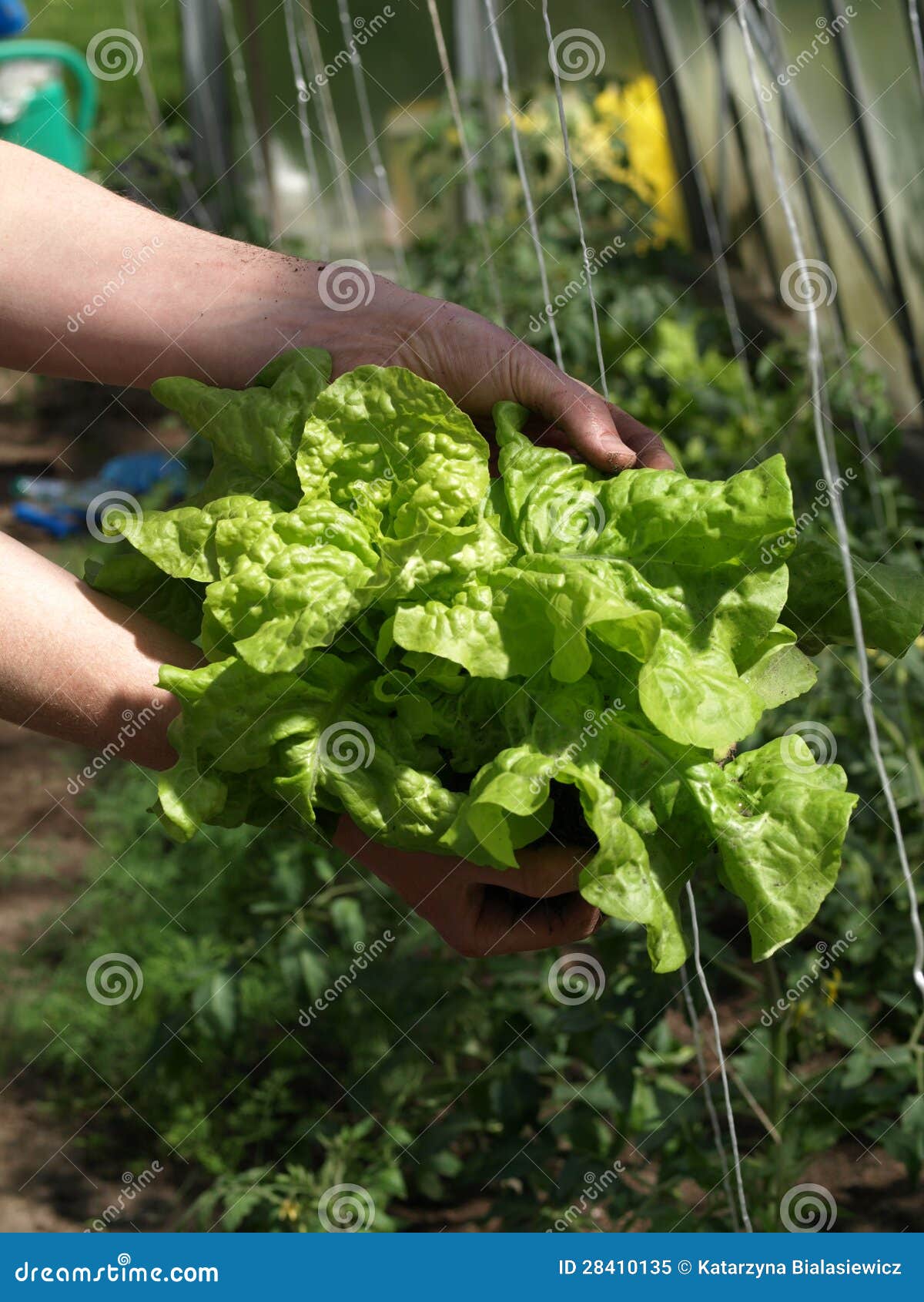 Head of lettuce stock image. Image of lettuce, glasshouse - 28410135