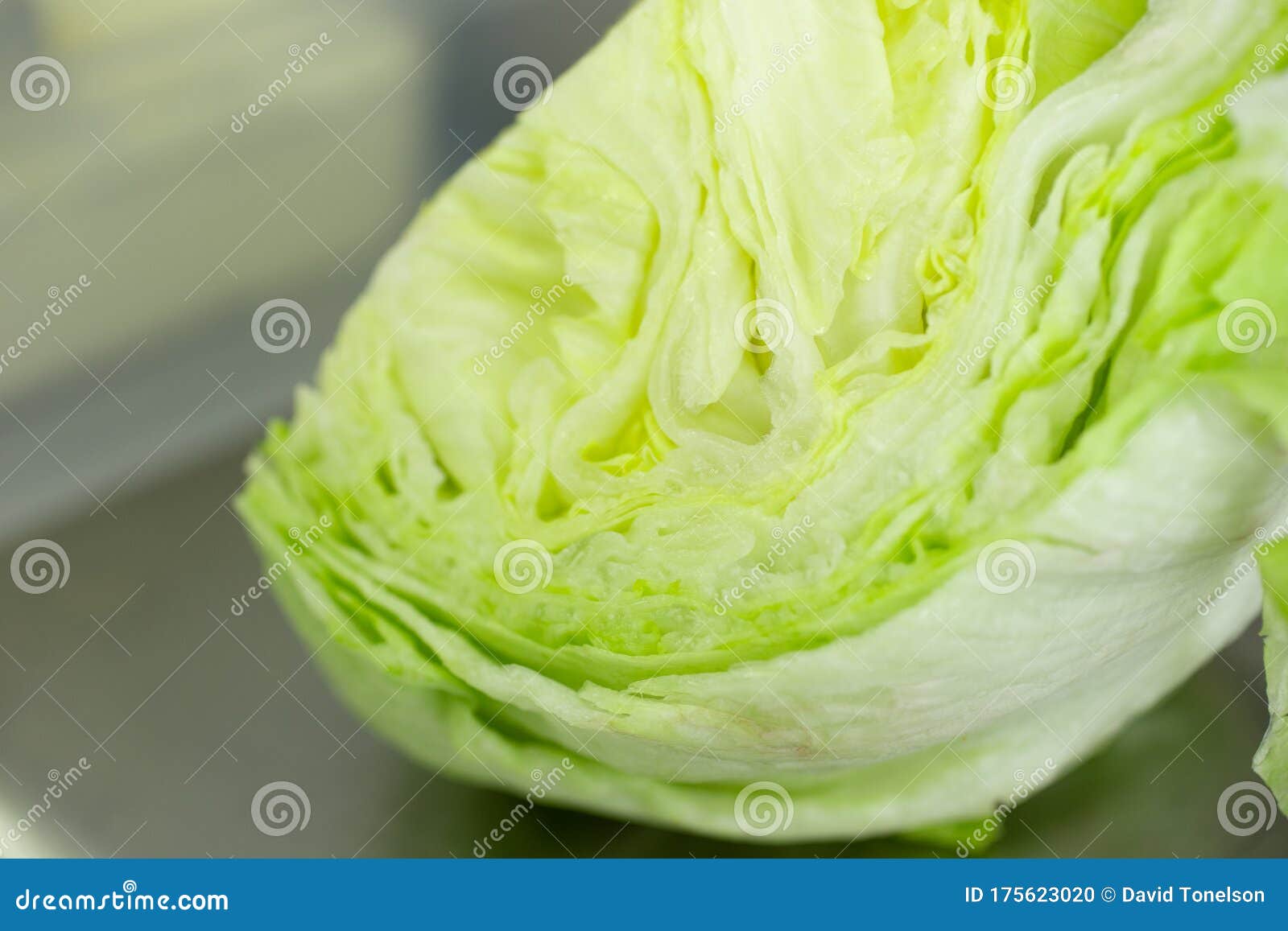 Head of lettuce stock photo. Image of leaf, grown, grocery - 175623020