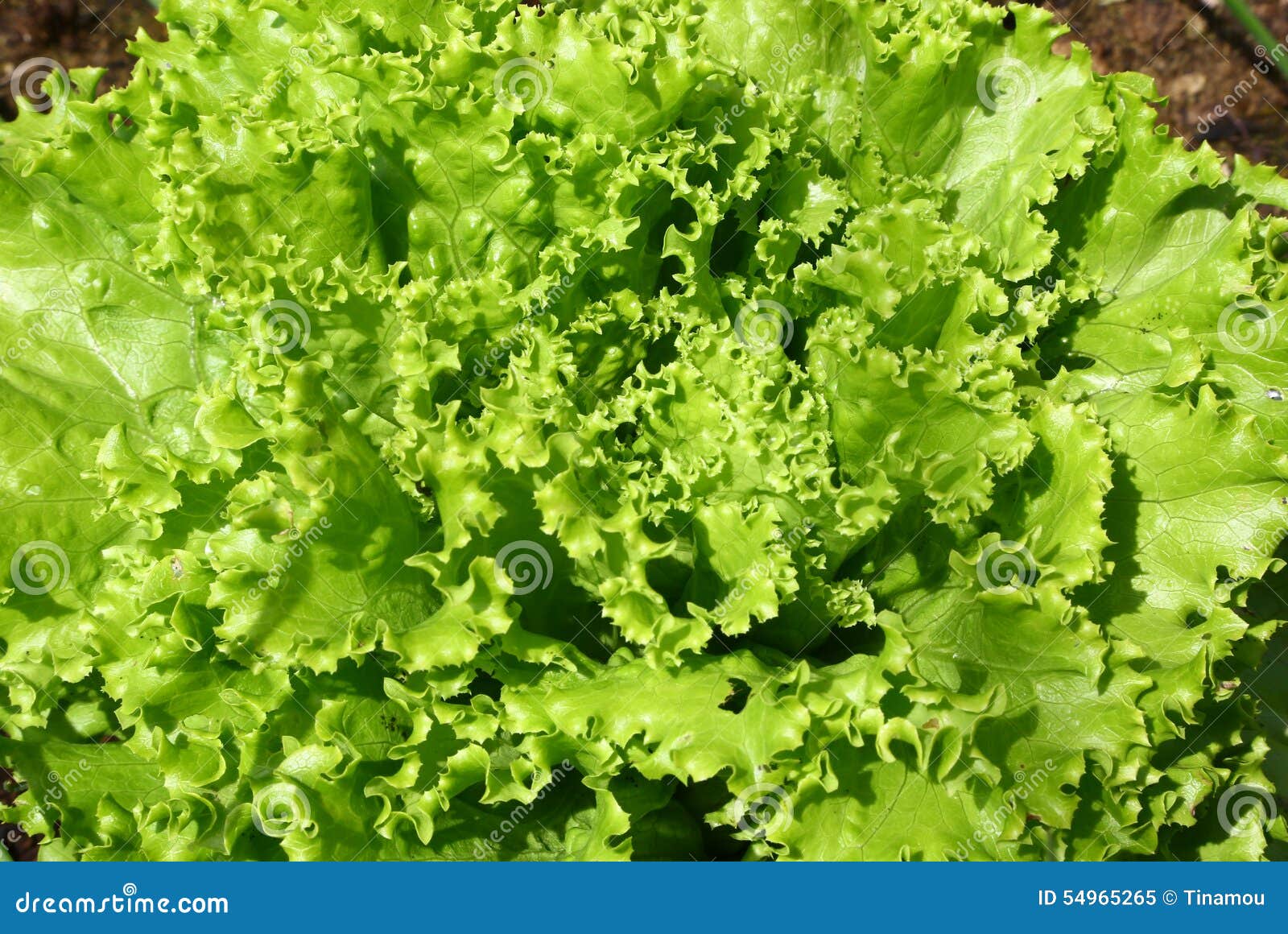 Head of Lettuce in a Vegetable Garden Stock Image - Image of garden ...