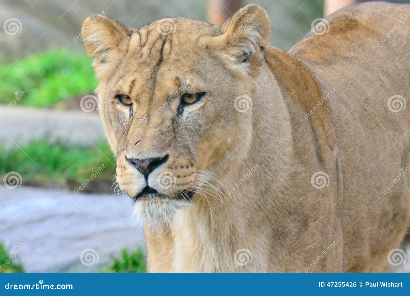 Lioness Standing In Grass Royalty-Free Stock Photography ...