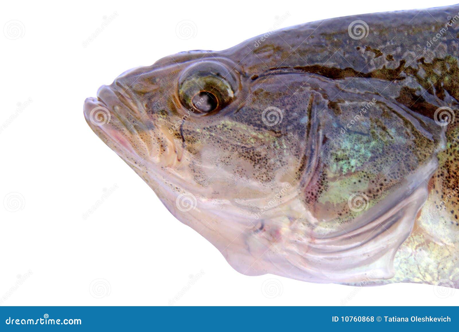 Head of Little Fish Isolate Stock Photo - Image of isolate, perch: 10760868
