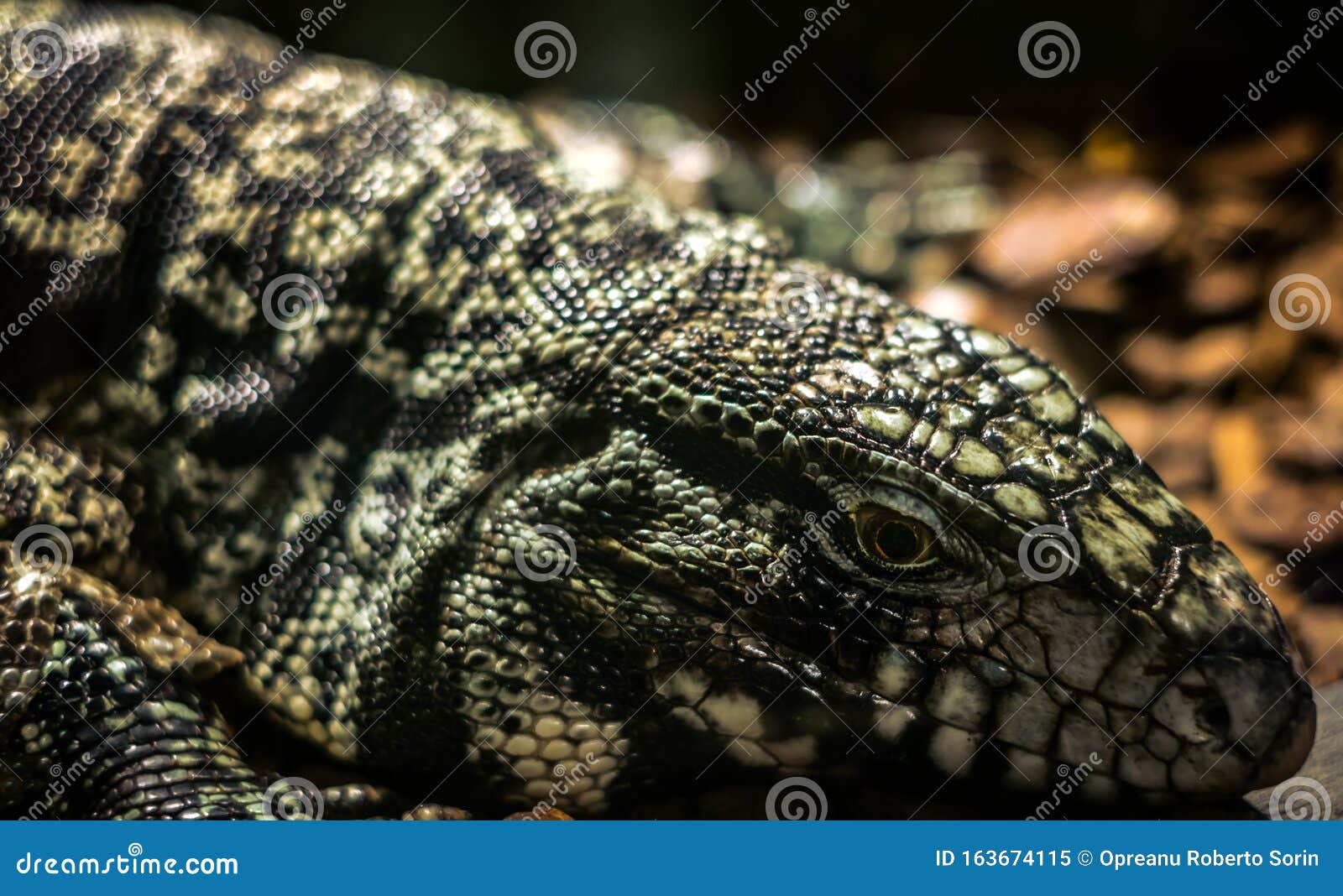 The head of a lizard stock image. Image of abstract - 163674115