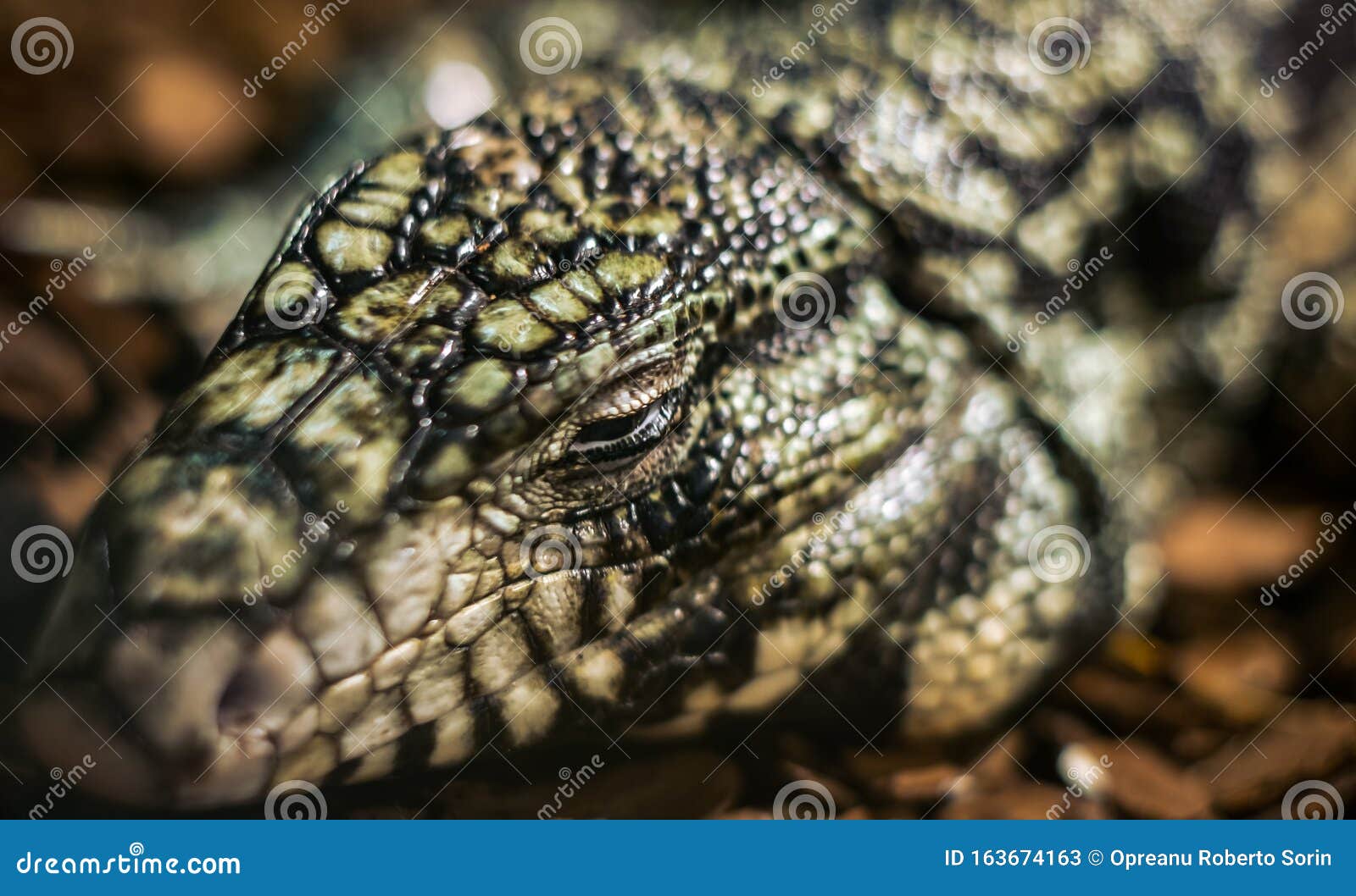 The head of a lizard stock image. Image of hela, beetle - 163674163