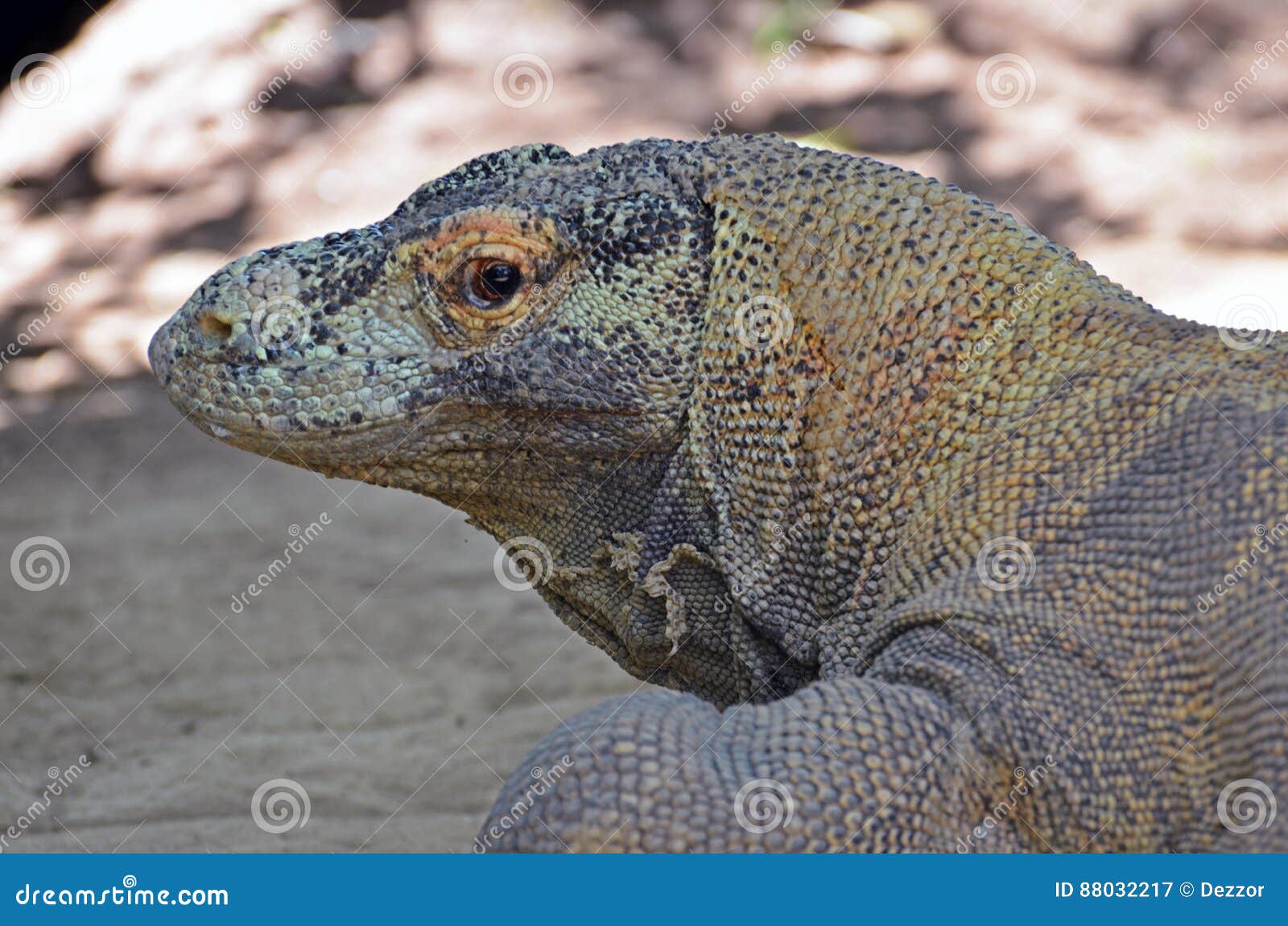 Head of the Lizard Varan Close-up in the Rainforest Stock Image - Image ...