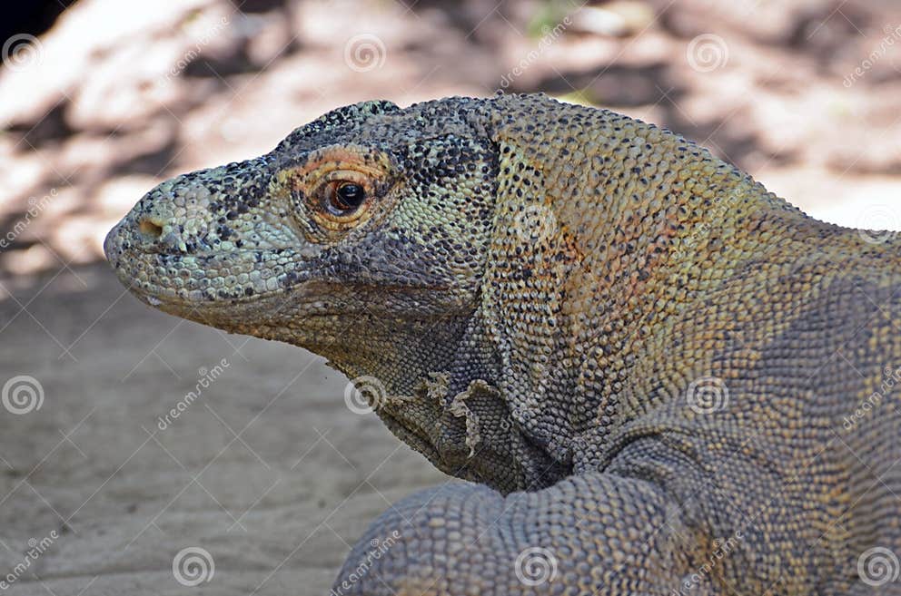 Head of the Lizard Varan Close-up in the Rainforest Stock Image - Image ...