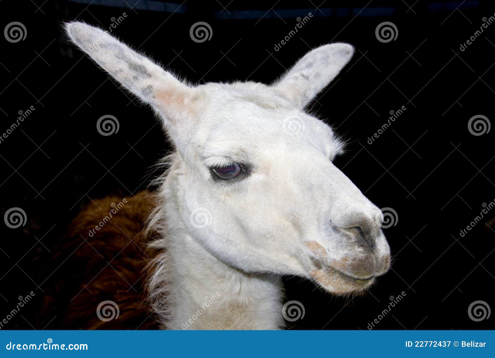 The Female Llama. Lama Face Closeup. Lama Glama. Lama Glama In The Farm ...