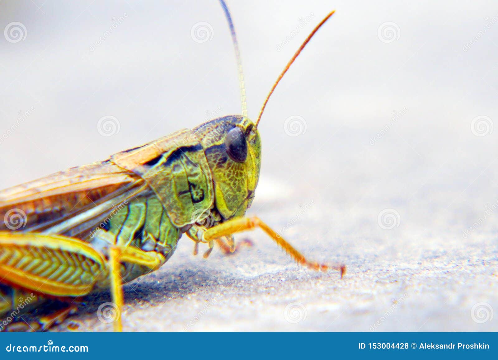 Locusts on the Ground. Locust Invasion Stock Photo - Image of biology ...