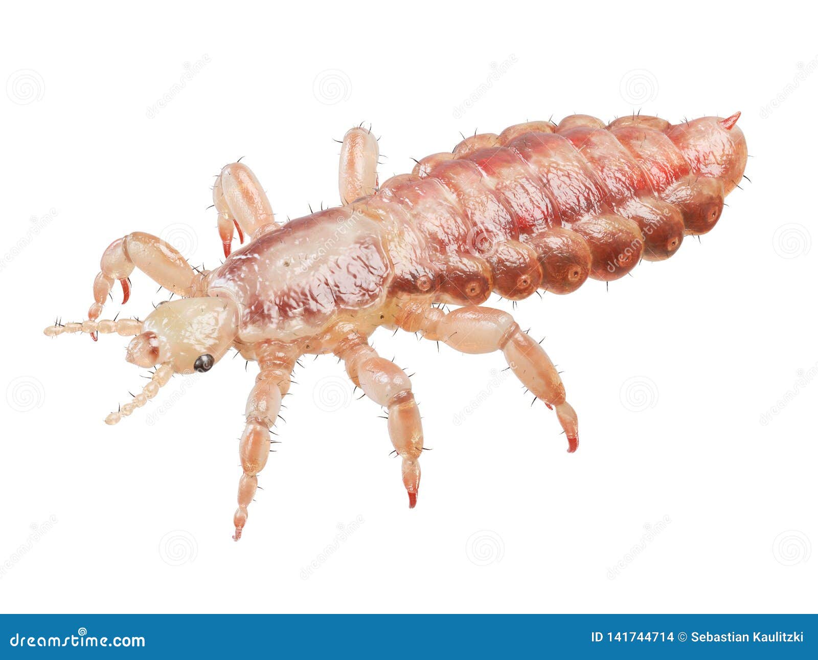 A head louse stock illustration. Illustration of creepy - 141744714