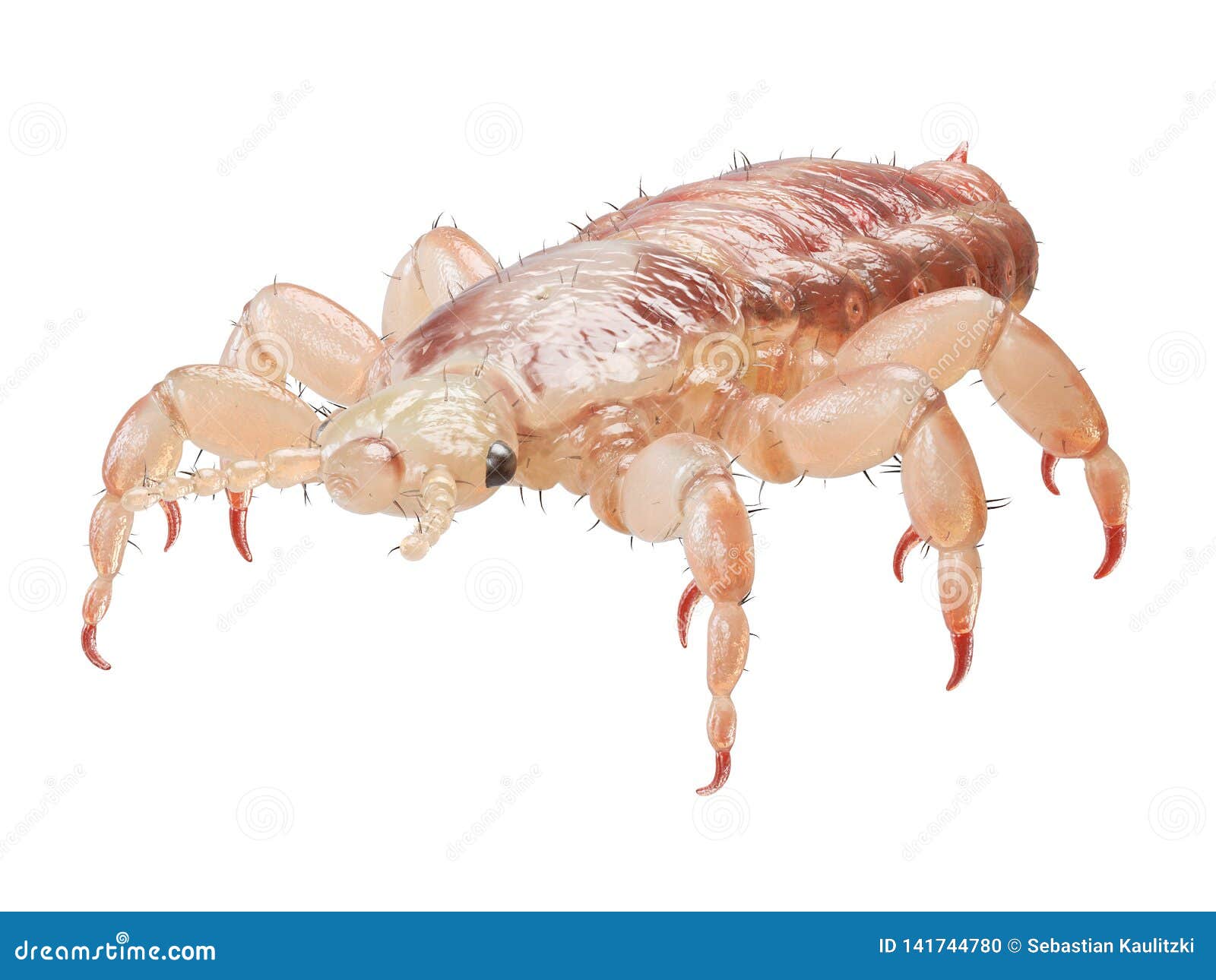 A head louse stock illustration. Illustration of medical - 141744780